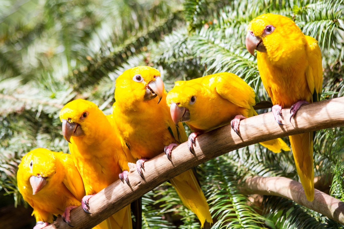 Projeto leva espécie de Ararajuba ameaçada de extinção ao Parque do Utinga