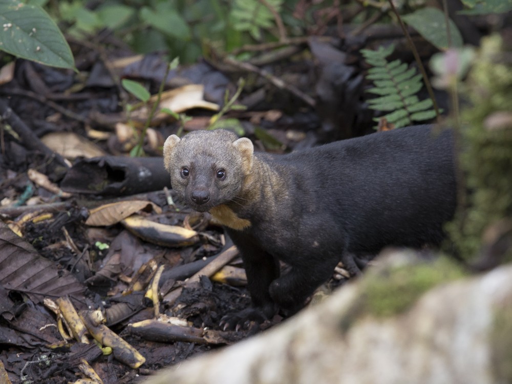 Rara irara com pelo branco é flagrada por armadilha fotográfica e ...