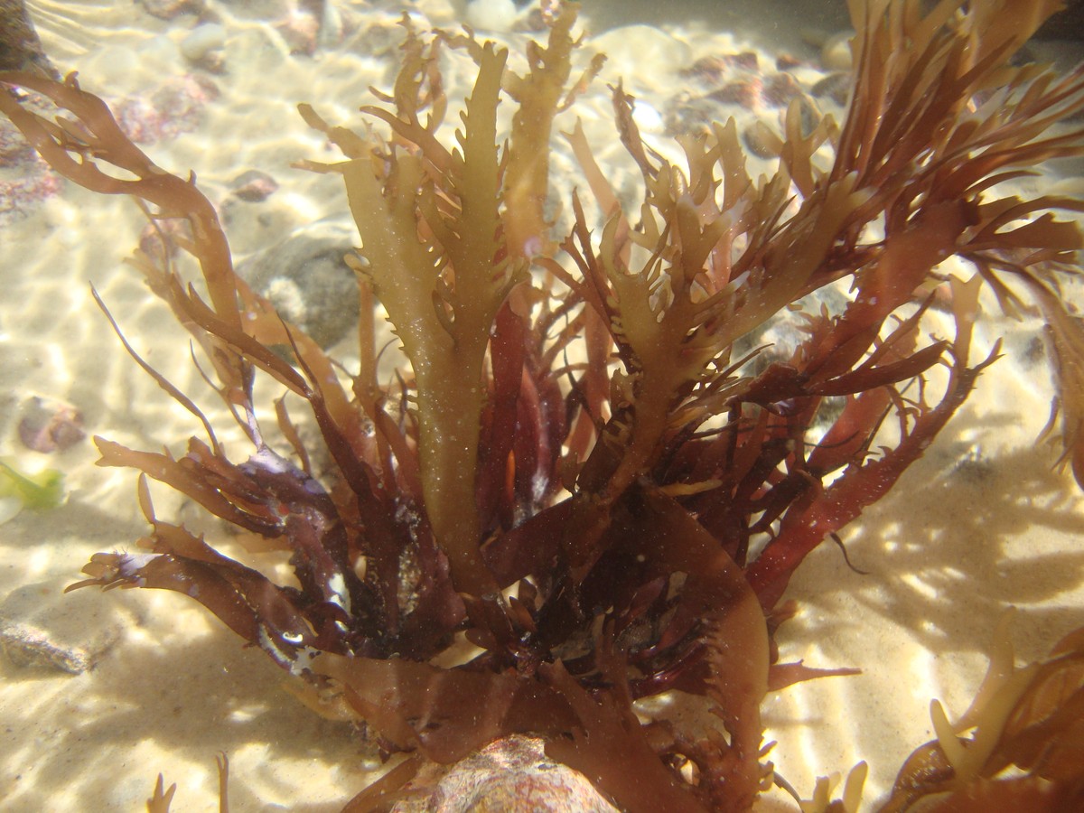 Unesp de Araraquara participa de genoma de alga marinha com alto ...