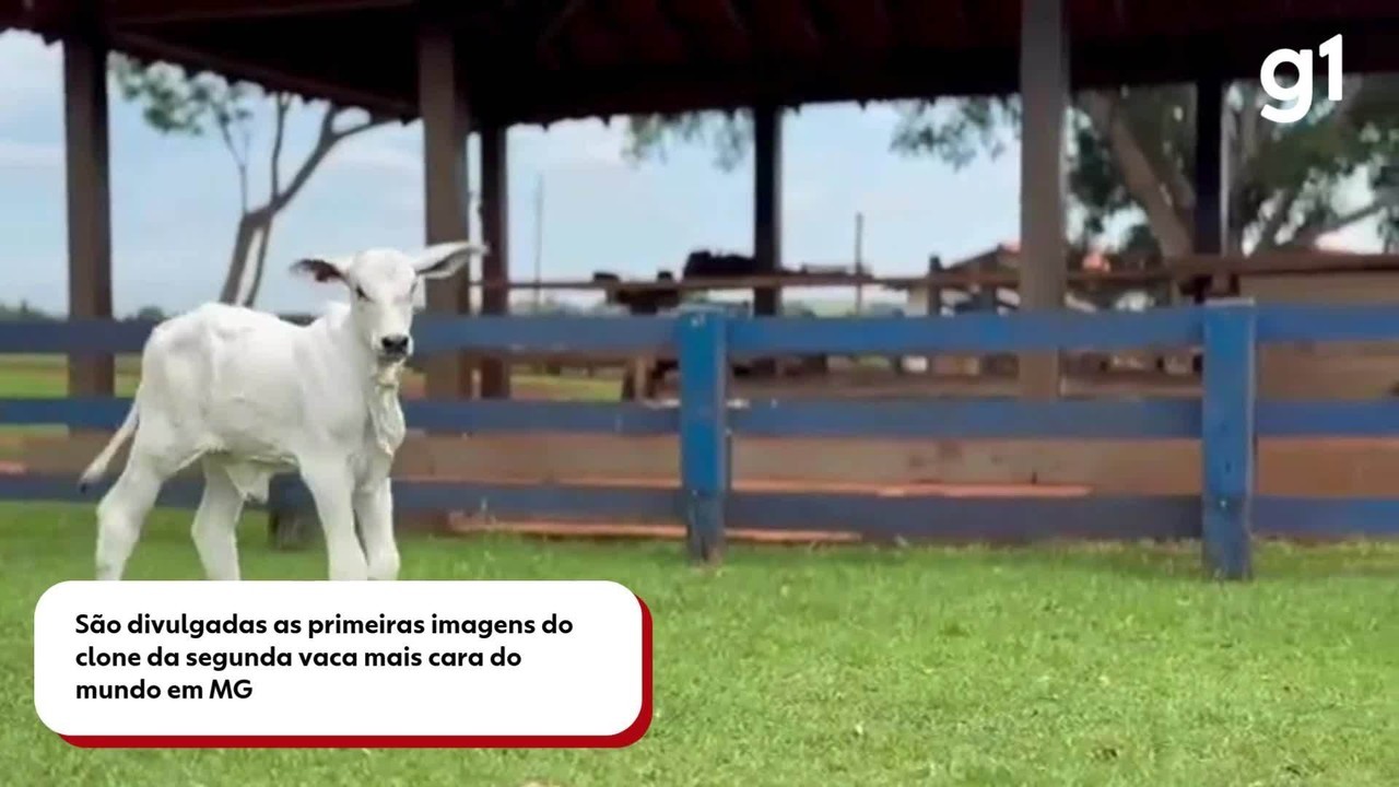 VÍDEO: Primeiras imagens do clone da segunda vaca mais cara do mundo ...