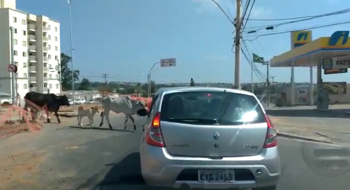 Morador flagra gado cruzando a Avenida Ruy Rodrigues, em Campinas ...