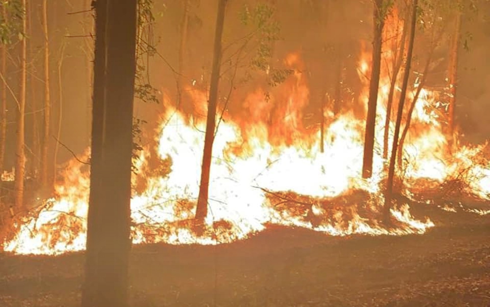 Incêndios queimam cerca de 21 hectares de plantações de eucaliptos no ...