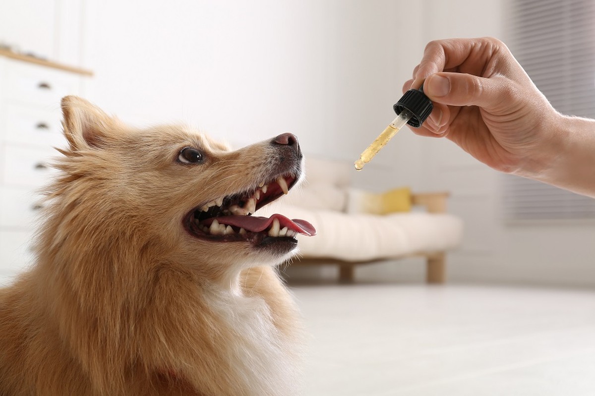 O poder dos óleos na alimentação natural dos cachorros | Comida de ...