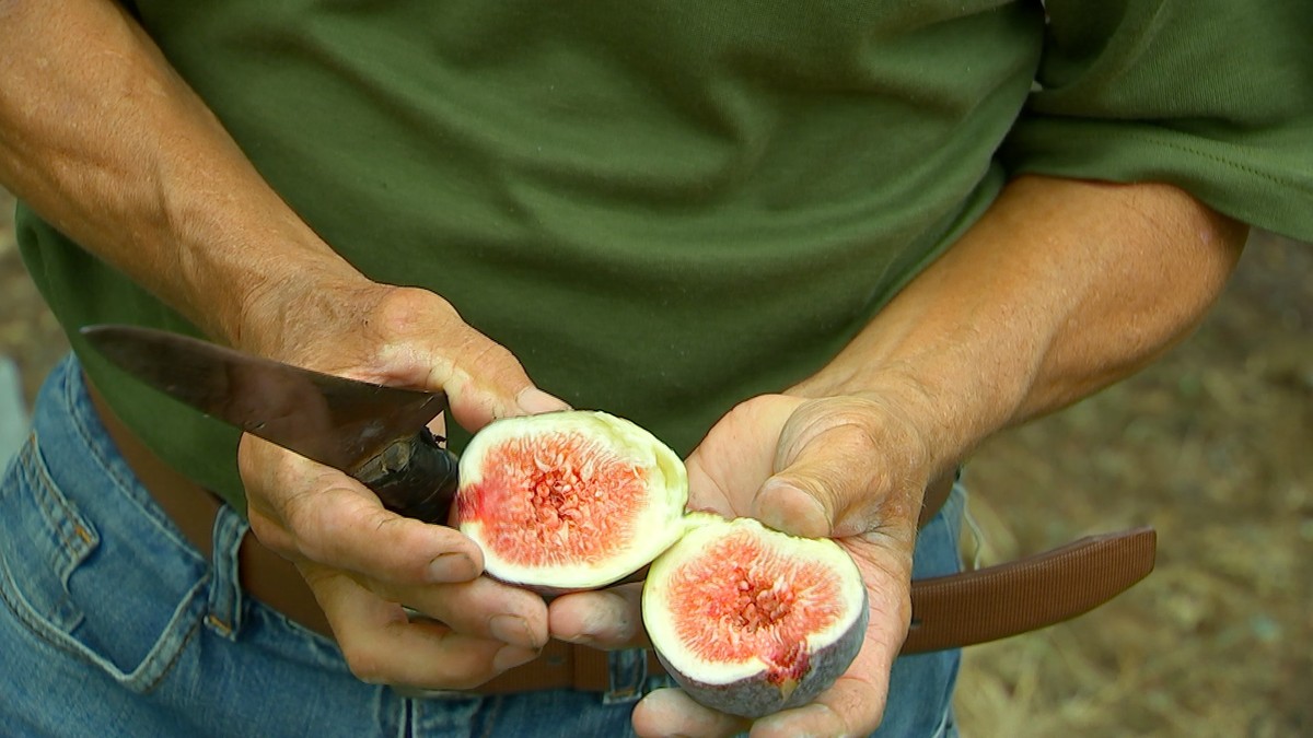 Produtor colhe figo na região de Itapetininga | Nosso Campo | G1
