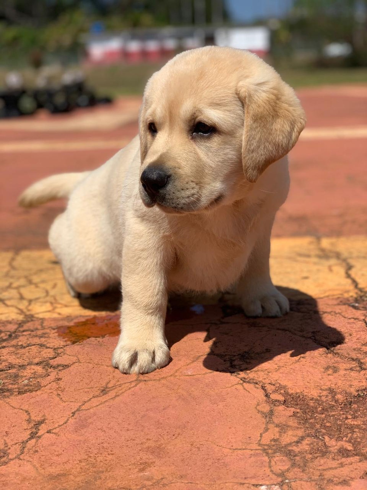 Labradora dá à luz ninhada rara de dez filhotes de cores diferentes ...