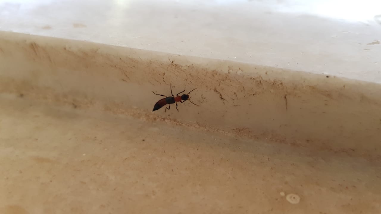 Besouro que queima? Conheça o potó, inseto abundante depois das chuvas ...