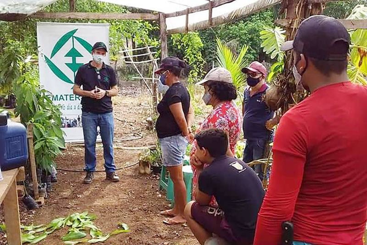 Emater orienta produtores de Monte Alegre sobre enxertia para melhorar ...