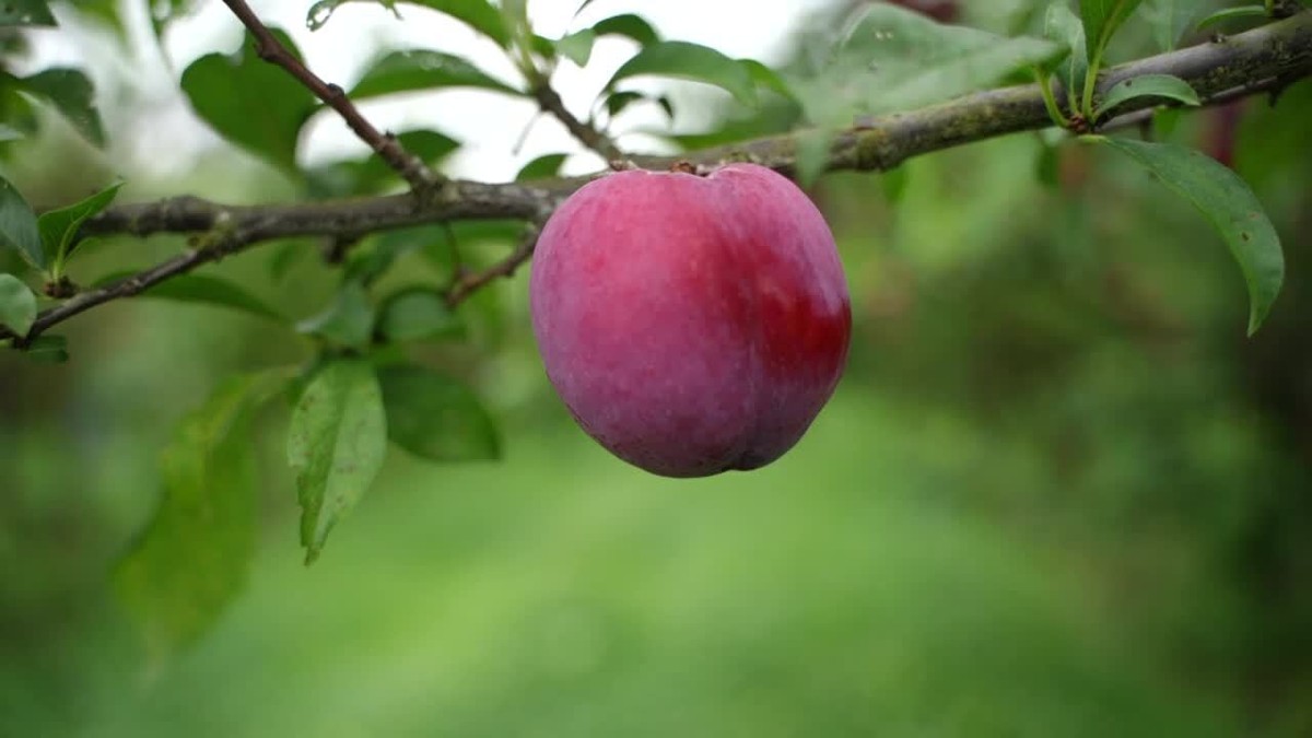 Produtores investem em cobertura total de pomares para proteger frutas ...