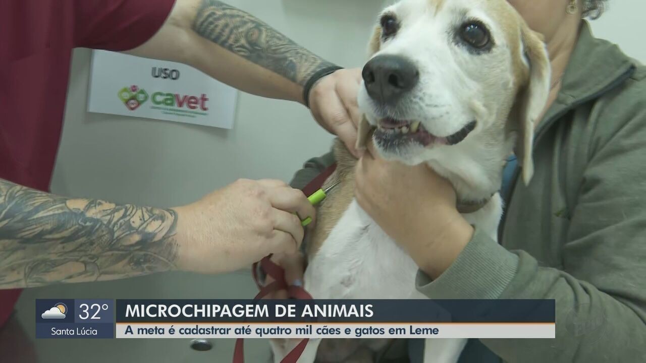Leme inicia microchipagem de cães e gatos e quer identificar 4 mil ...