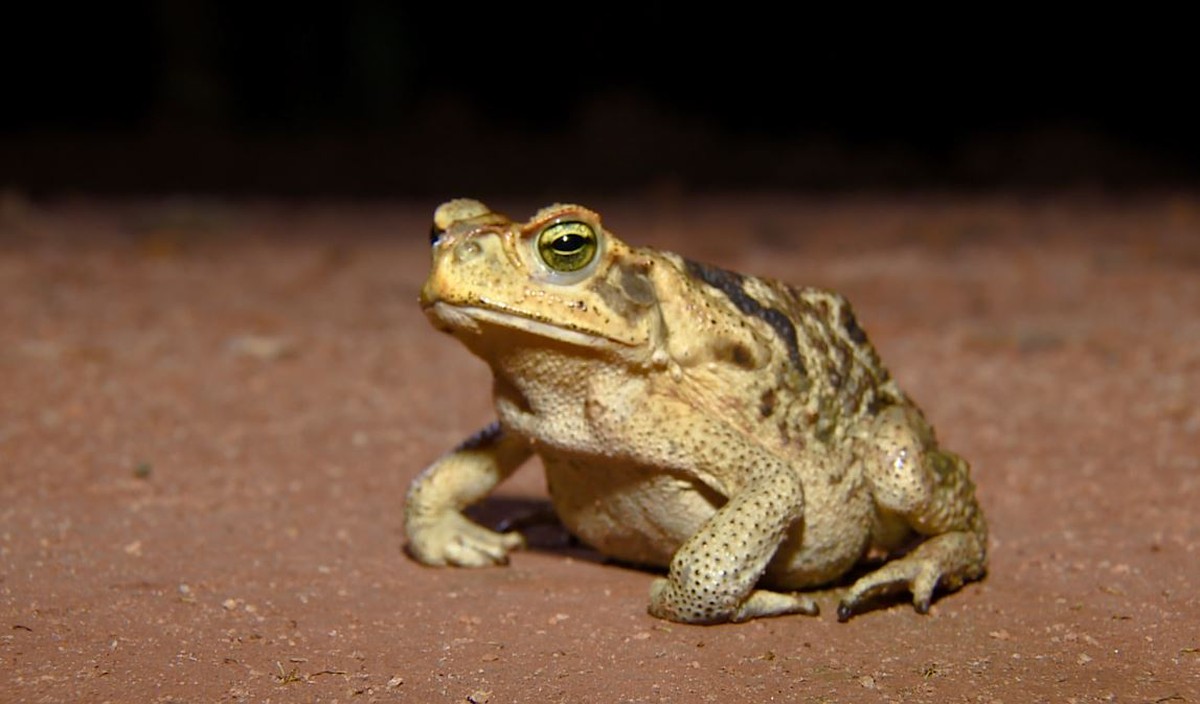 Sapos cururu e martelo ganham nome por apresentar coaxo curioso
