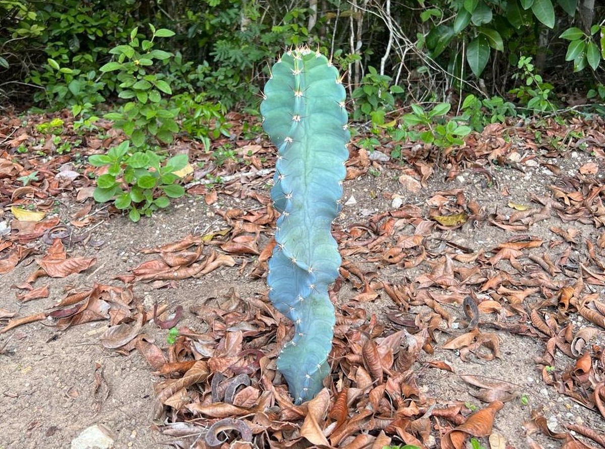 Após revisão filogenética, pesquisadores identificam dois novos cactos ...