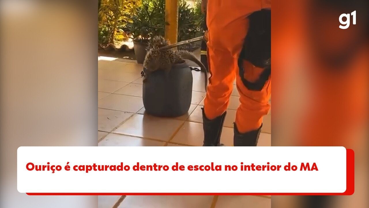 Ouriço cacheiro é capturado dentro de escola no interior do Maranhão ...
