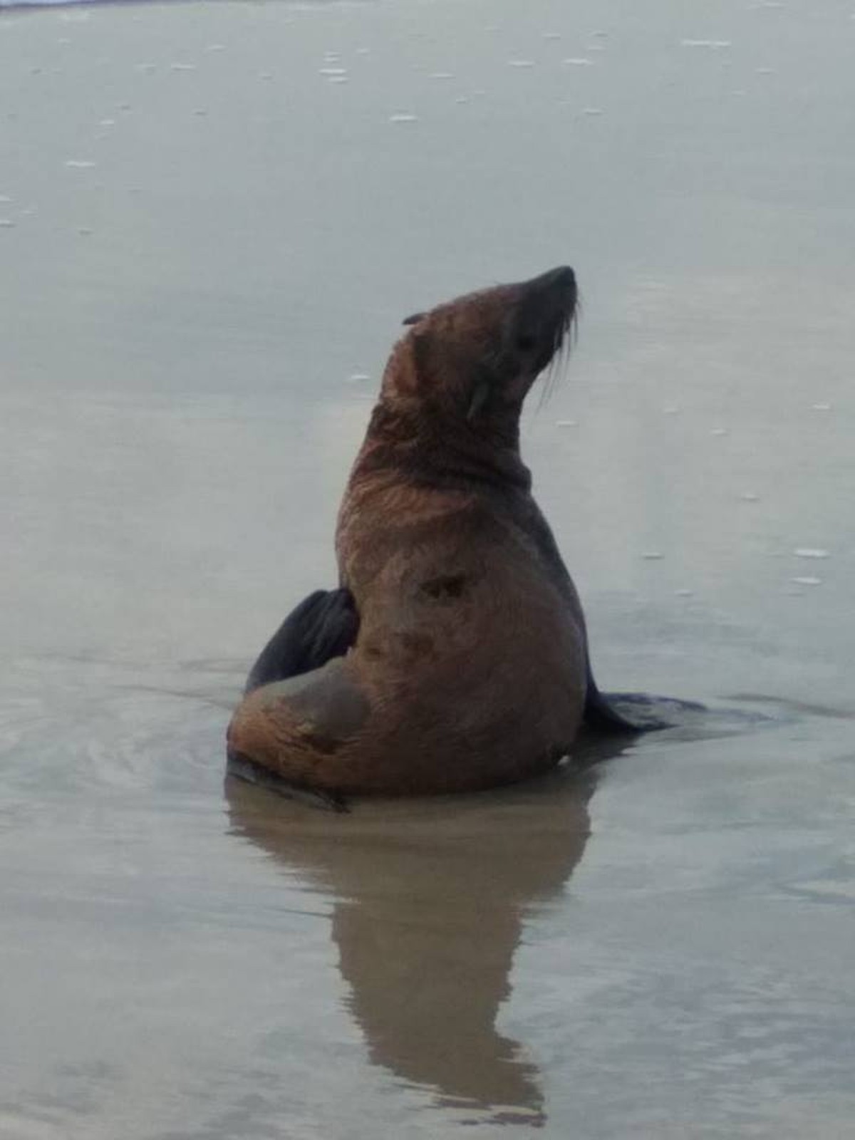 Lobo-marinho-sul-americano é visto em praia do Litoral Norte de SC ...