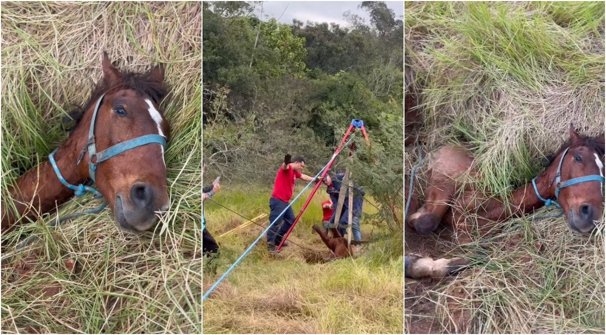Queda de cavalo mobiliza operação de resgate em SC | G1