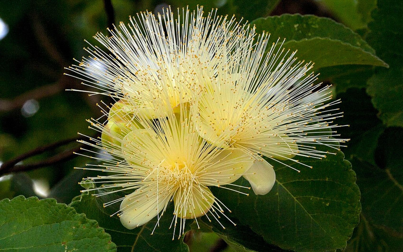 Plantas do Cerrado podem desaparecer por causa de mudanças climáticas | G1
