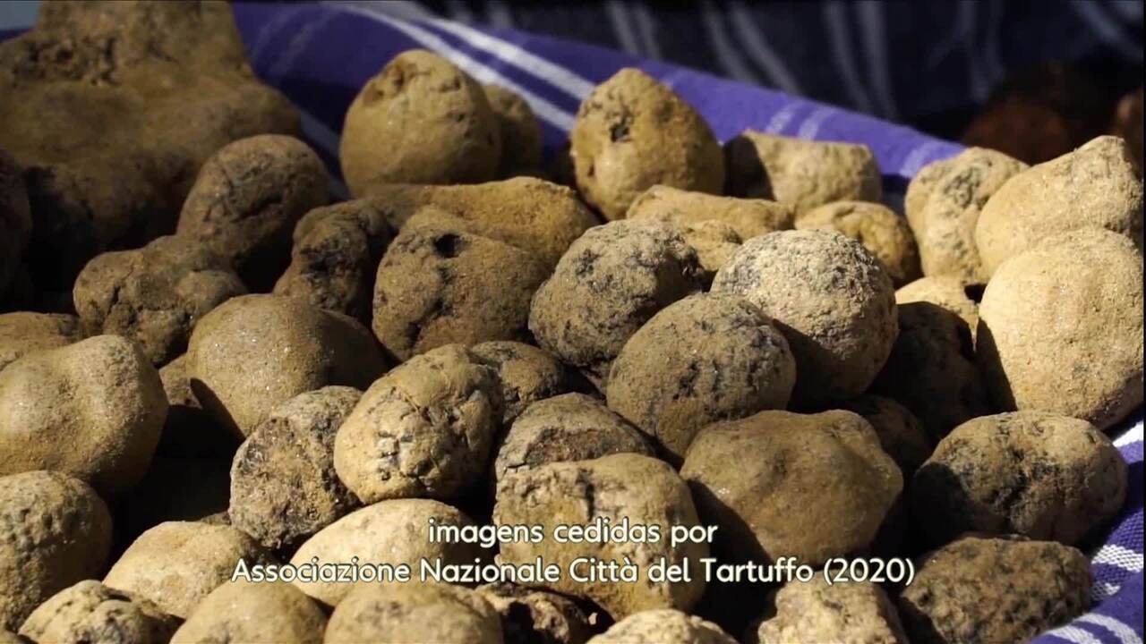 Trufa inédita no Brasil tem quilo vendido por R$ 8 mil | Globo Rural | G1