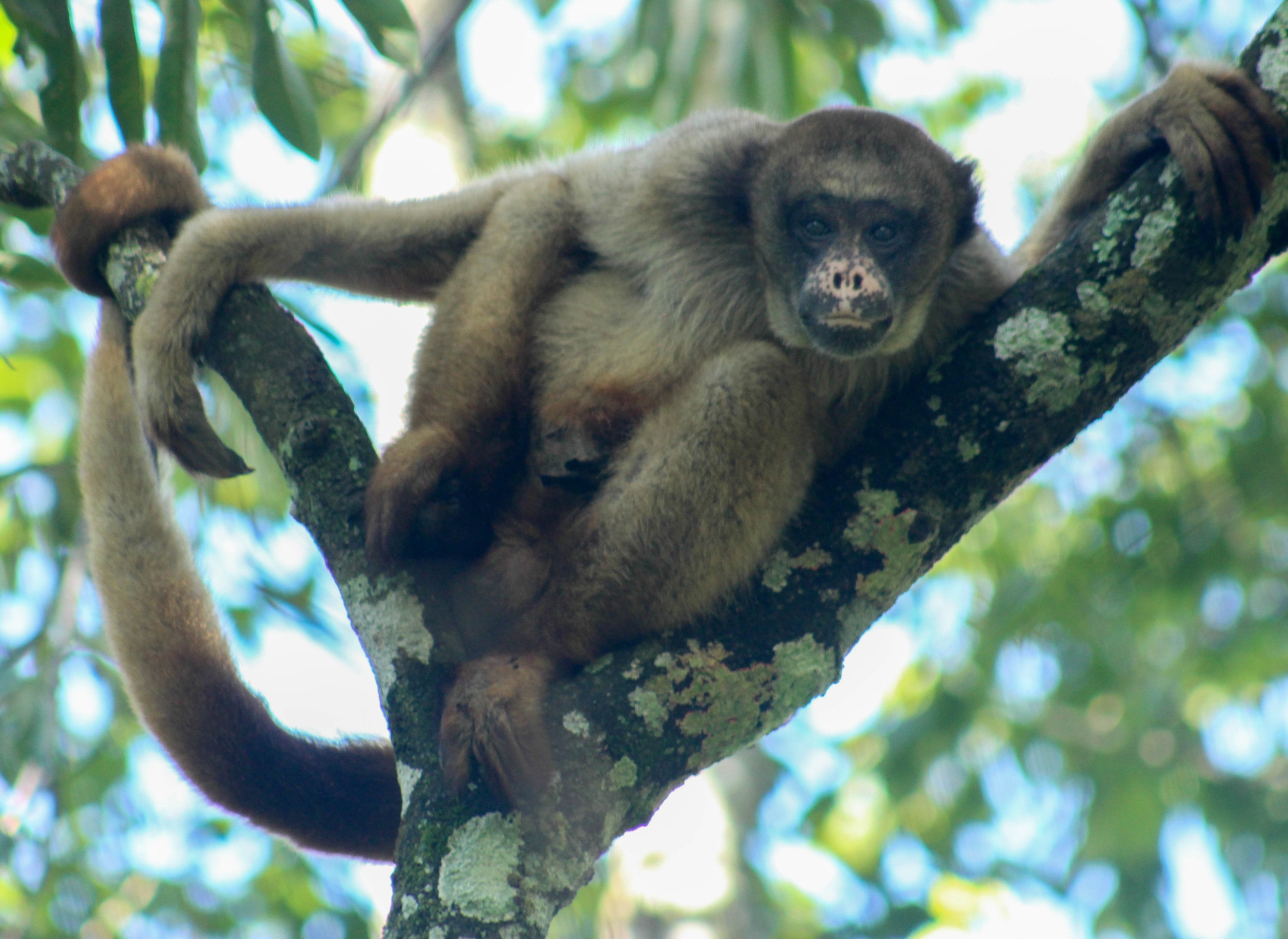 Na luta contra a extinção do maior primata das Américas, conheça ONG ...