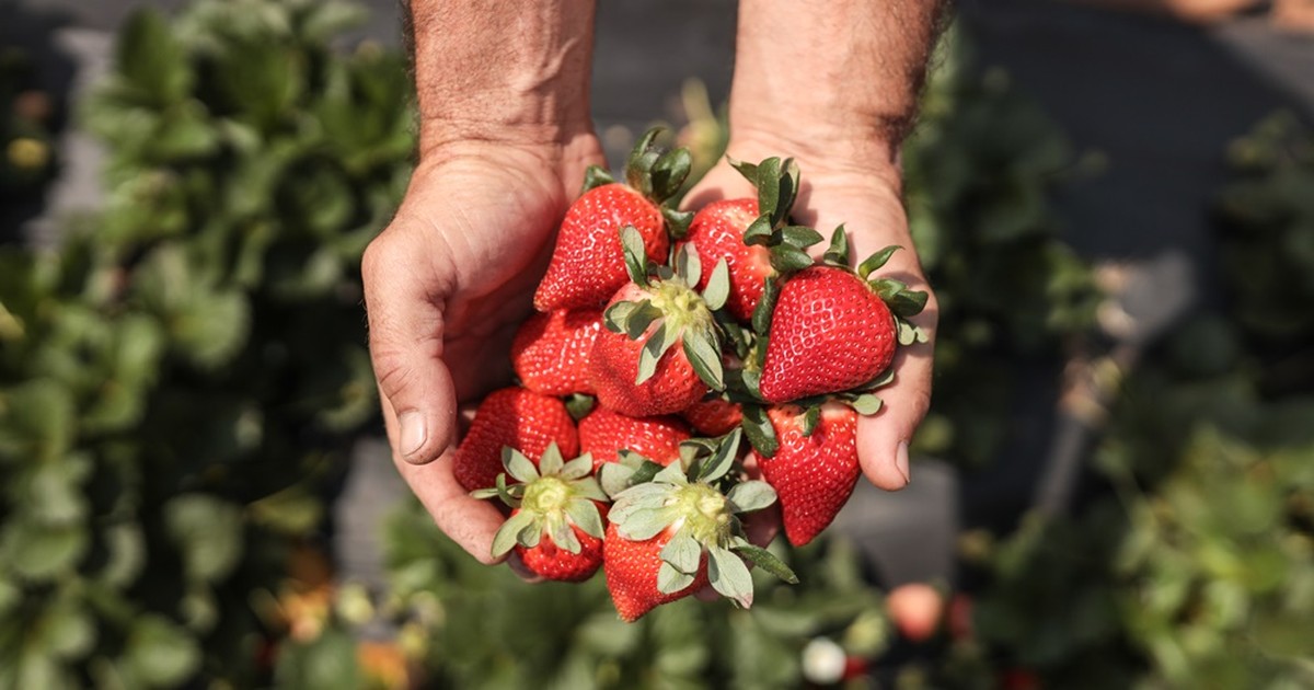 Atibaia recebe título oficial de “Capital Nacional do Morango” | Mais ...