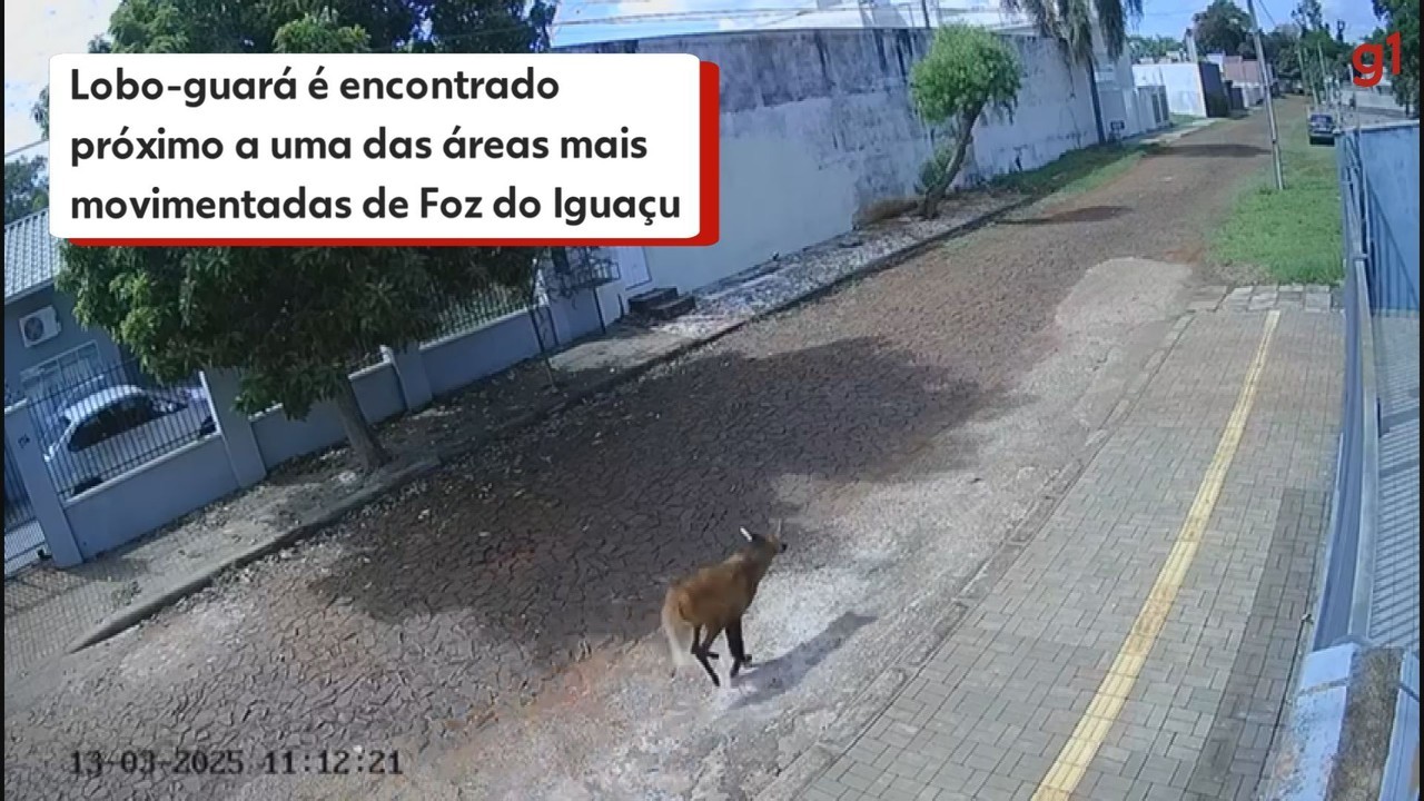 Lobo-guará flagrado em ruas de Foz do Iguaçu é devolvido à natureza | G1