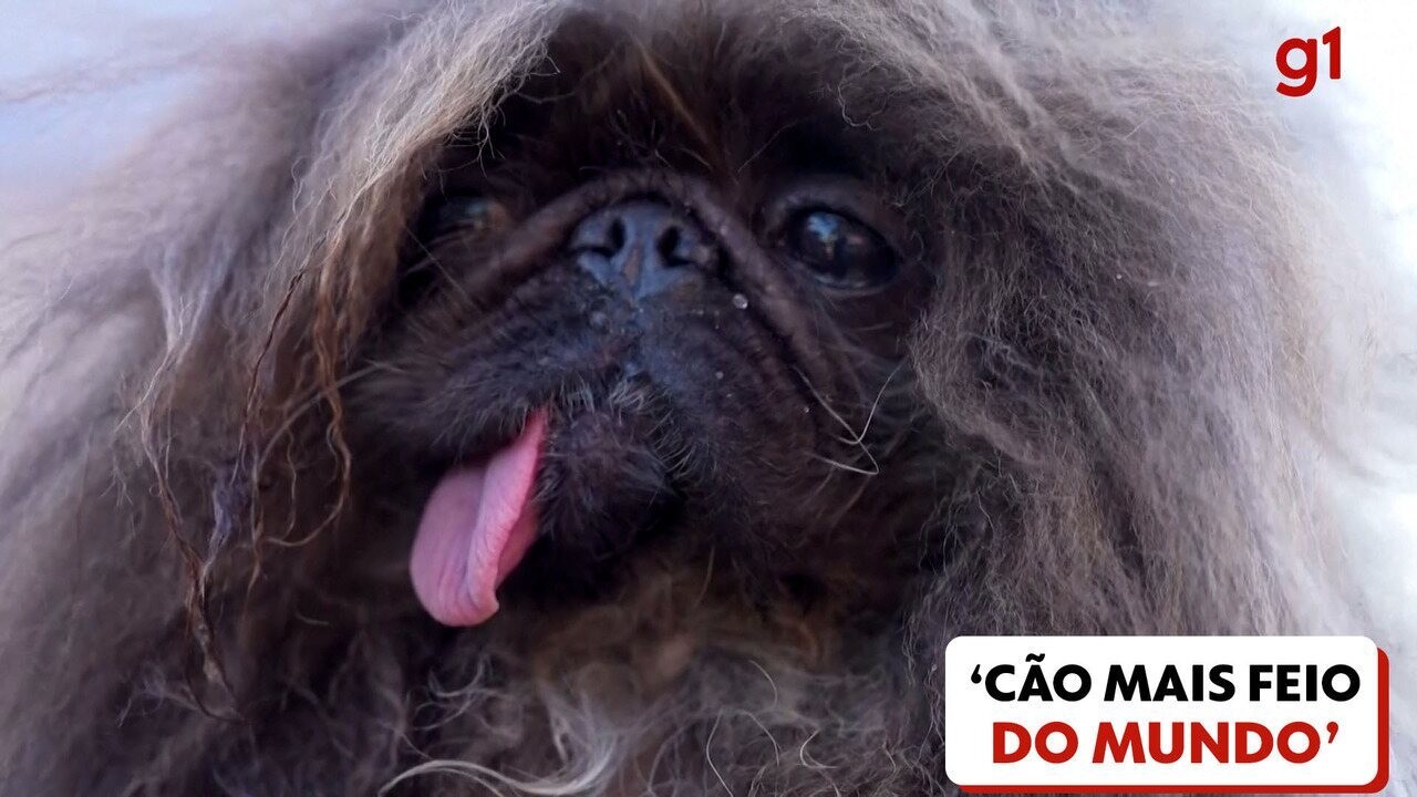 Pequinês é eleito o cão mais feio do mundo; VÍDEO | G1