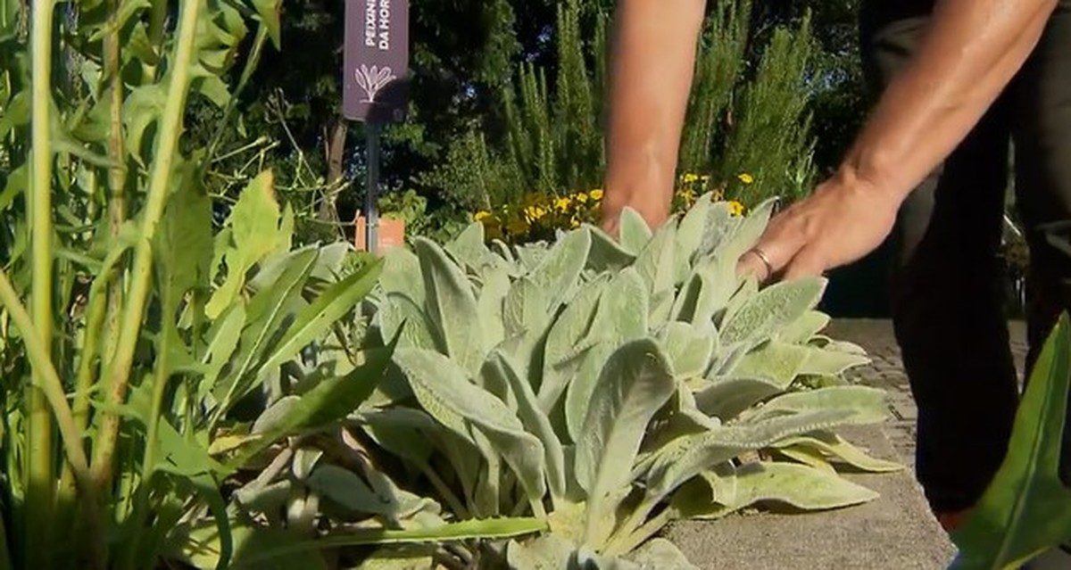 Conheça o 'jardim comestível' de Curitiba, fazenda urbana com plantas ...