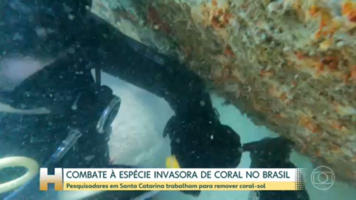 Coral-sol, espécie invasora que ameaça peixes e organismos, é retirado ...