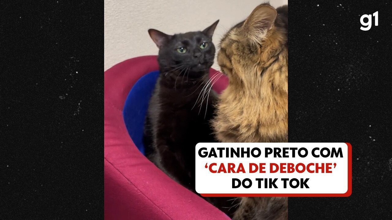 Gatinho preto com 'cara de deboche' viraliza no TikTok; saiba a origem ...