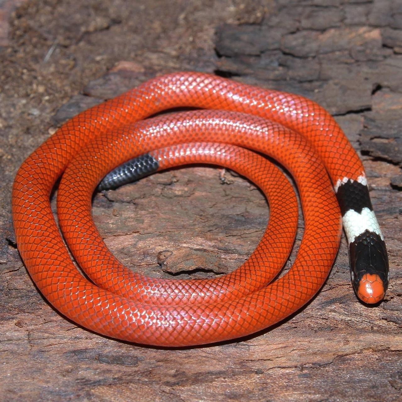 Seis tipos de jararaca e cobra 'exclusiva': Veja quais são as serpentes ...