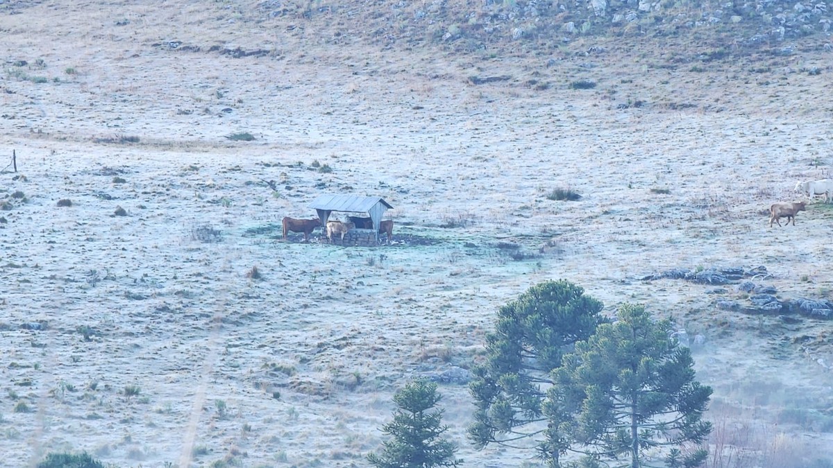 Geada e temperaturas negativas marcam manhã em SC após neve e ciclone ...