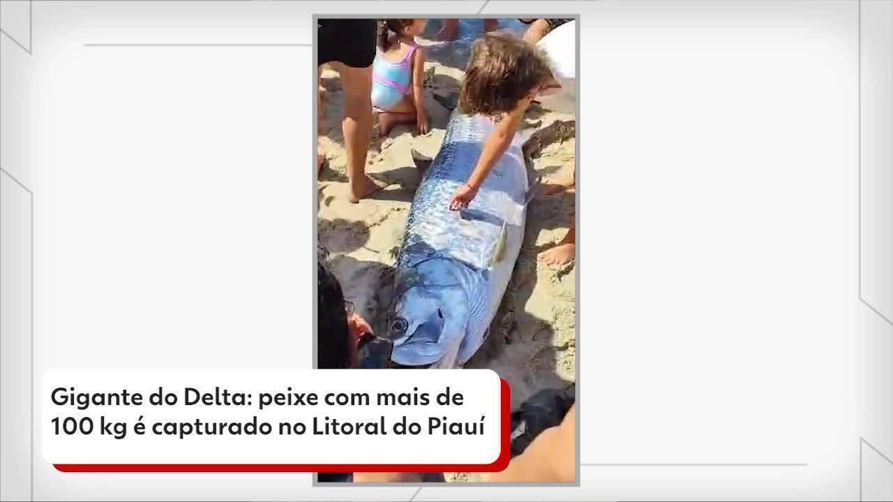 Gigante do Delta: dois peixes com mais de 100 kg são capturados no ...