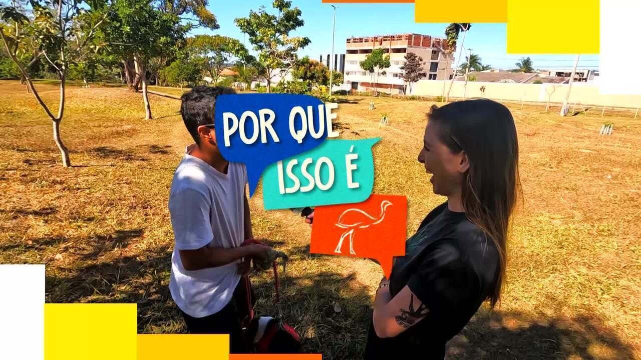 Por que o Guará tem cadeirinhas de coração espalhadas por vários locais ...