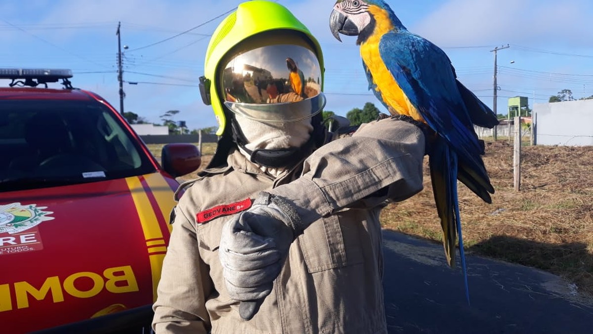Com aumento de queimadas, resgates de animais em áreas urbanas crescem ...