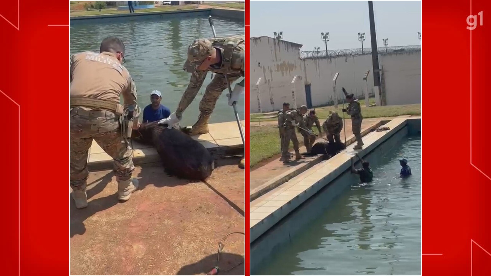 Capivaras invadem a Papuda e são resgatadas no DF | G1