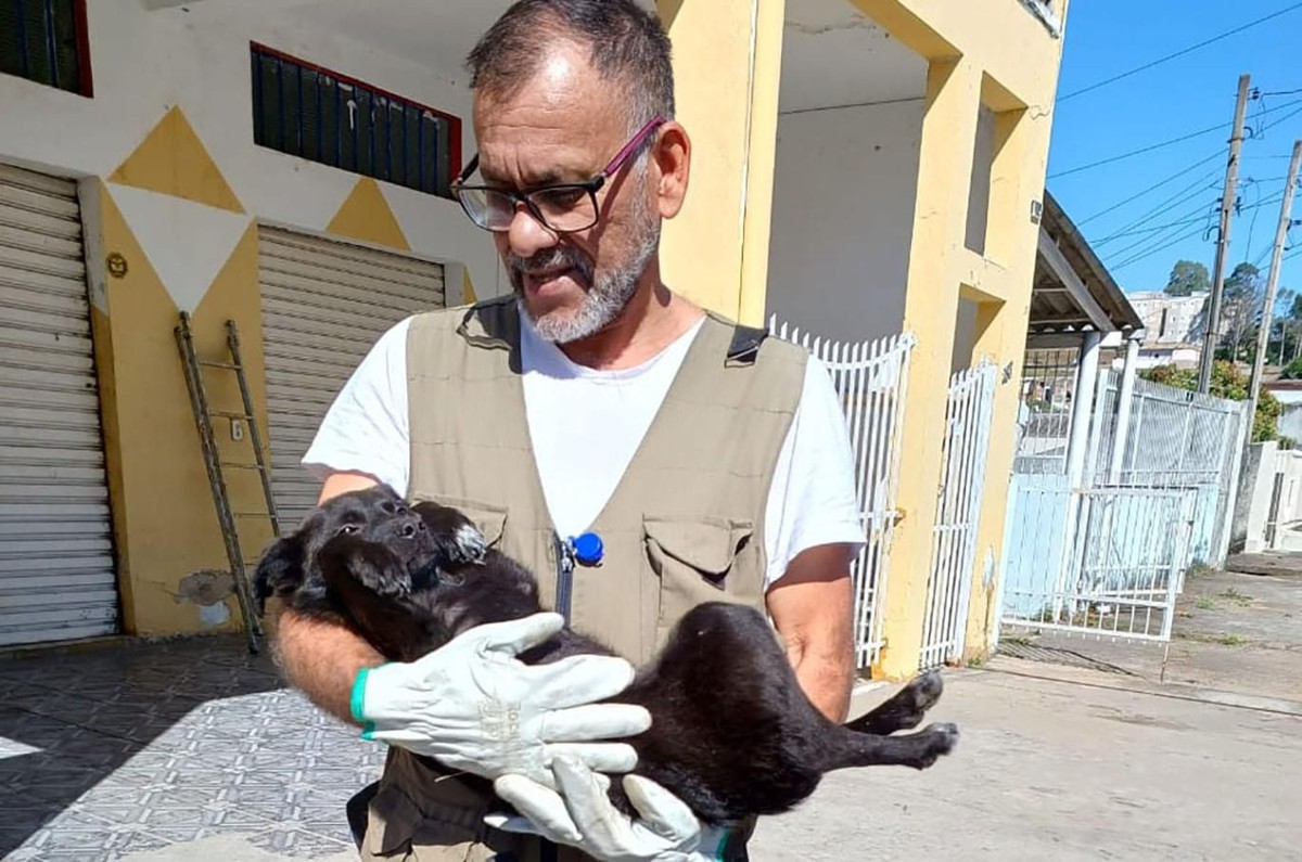 Cão filhote é resgatado em situação de maus-tratos em Várzea Paulista ...