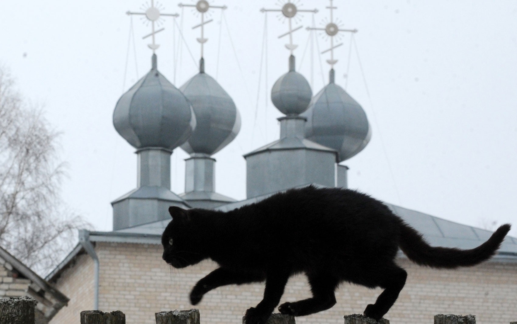 Por que o gato preto virou símbolo de azar e do Halloween? | G1