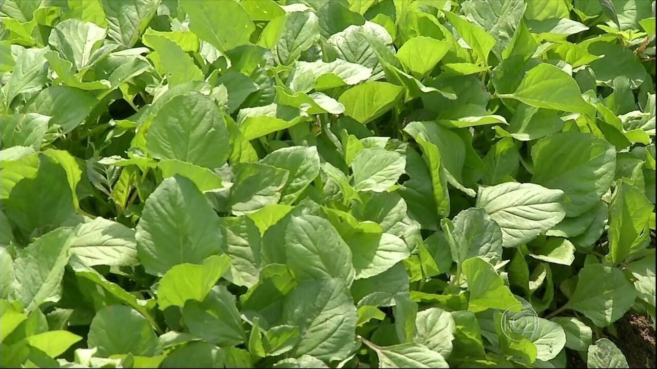 Bebida da flor de jambu, que faz a boca tremer, fica em 2º lugar em ...