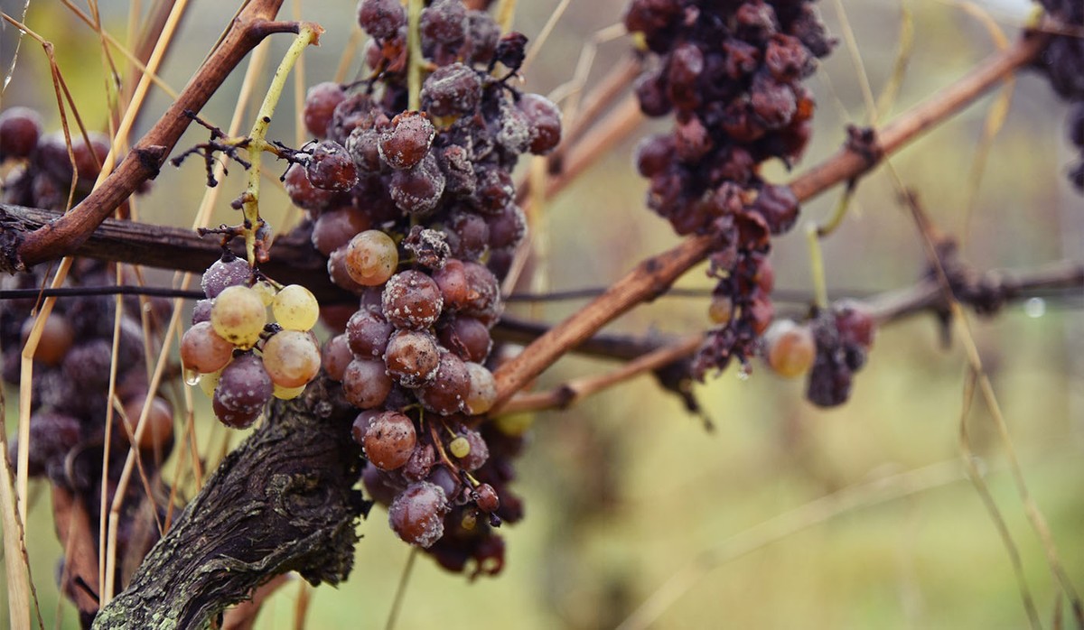 Conheça o fungo que, ao invés de estragar, melhora os vinhos | Guia do ...