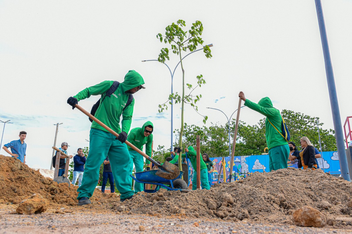 Samaúma de 8 metros é a nova atração do CEU das Artes na Zona Sul de ...