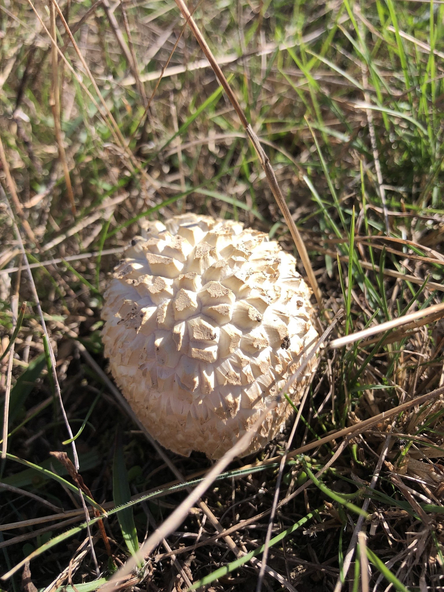 Reino Fungi: conheça 8 fungos com formatos curiosos