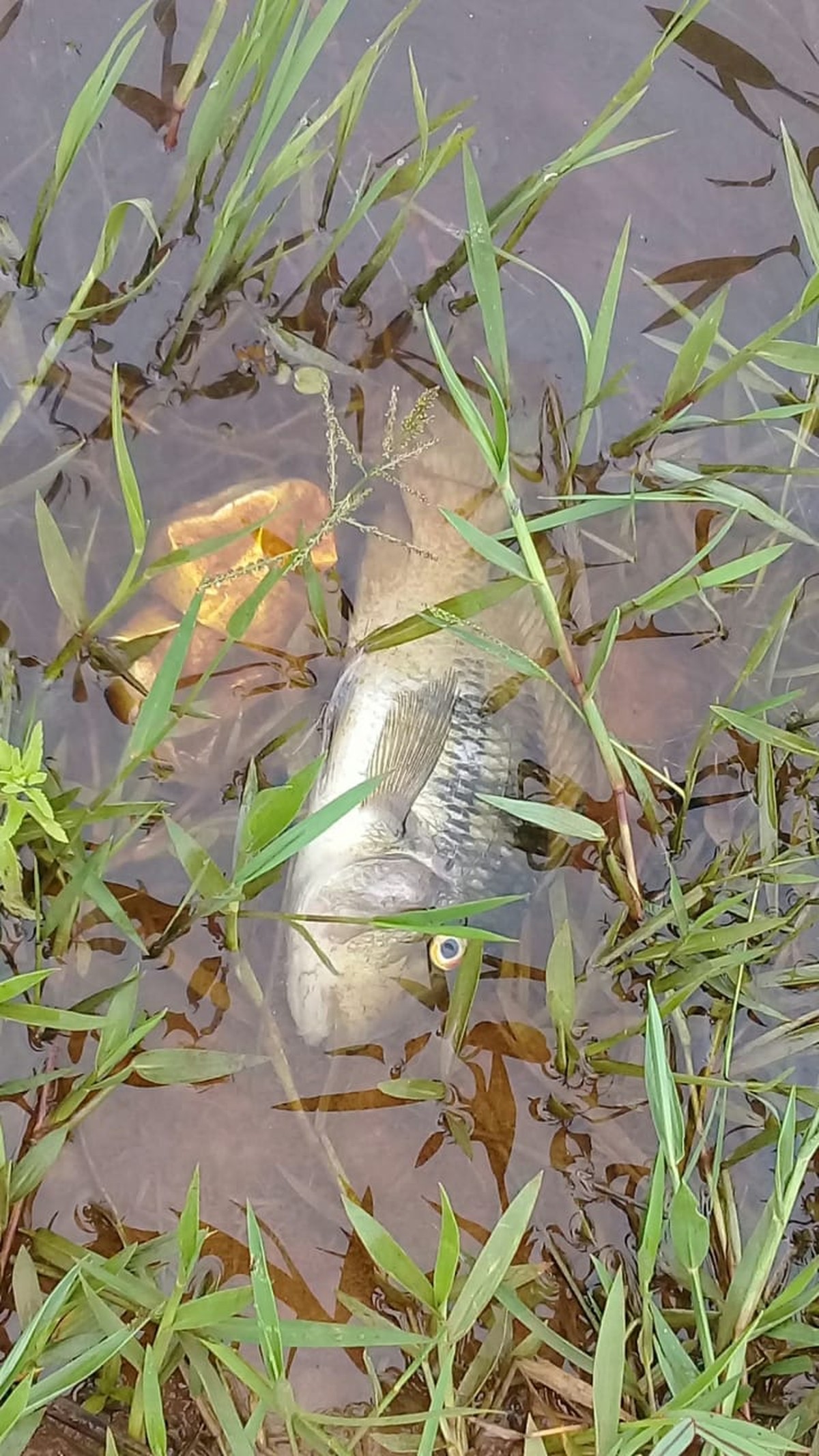 Moradores encontram peixes mortos e agonizando às margens de rio em MT ...