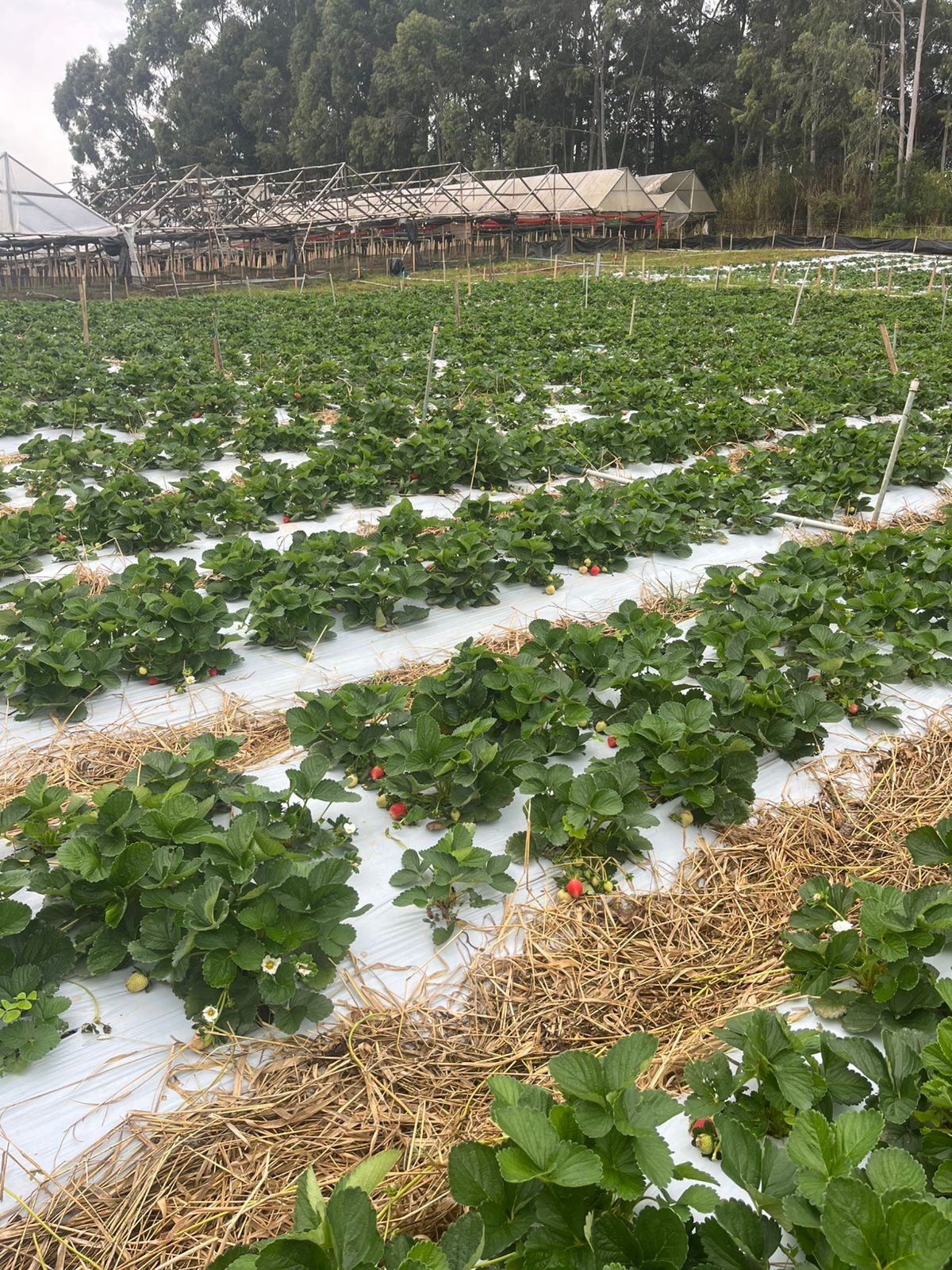 Morango do amor: procura pelo doce dispara na capital nacional da fruta