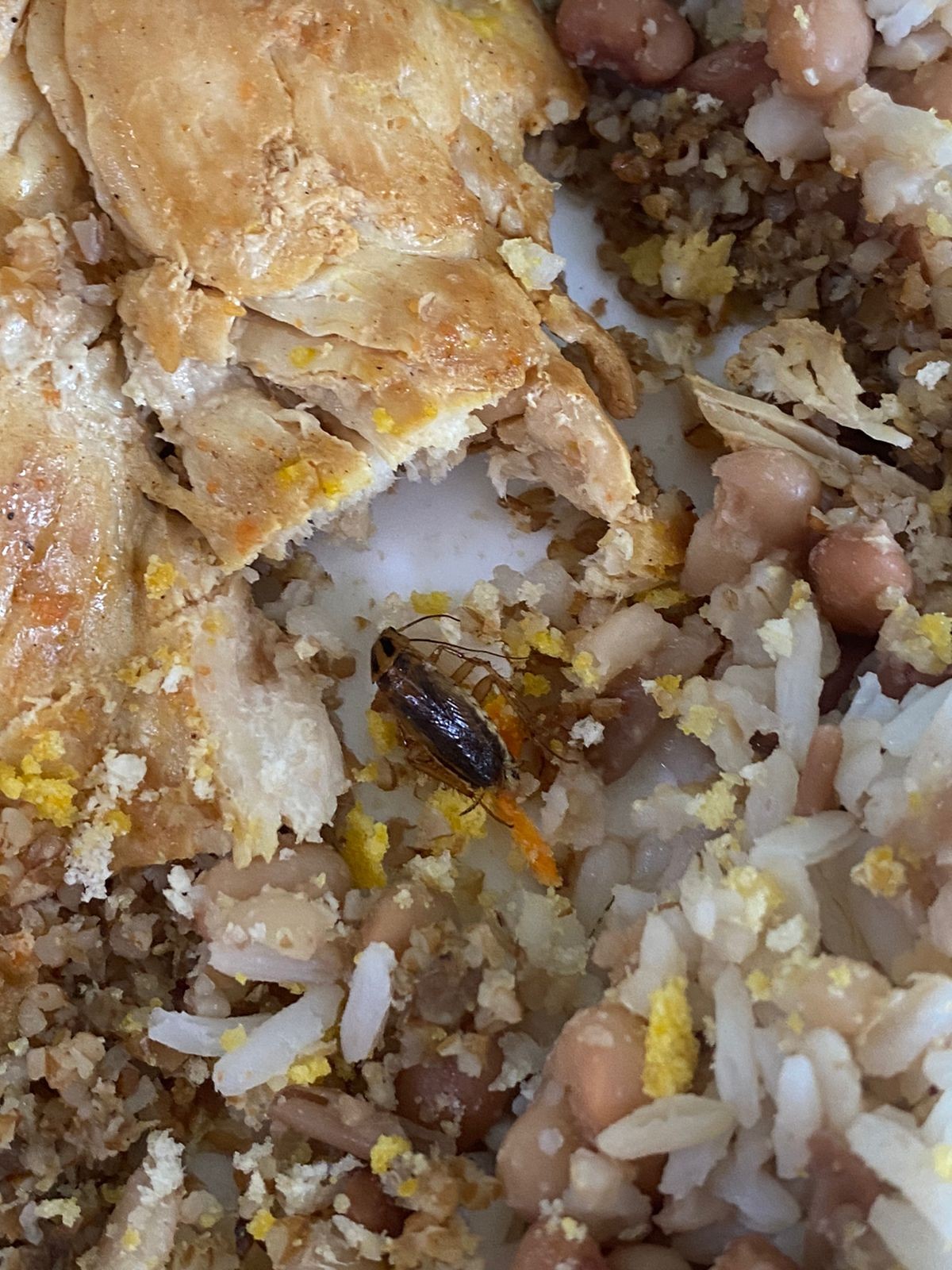 Estudante encontra barata dentro de comida de restaurante de ...