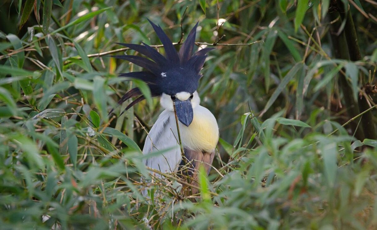 Arapapá muda a vida de observador de aves de MG | Terra da Gente | G1