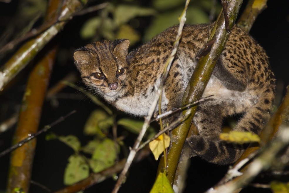 Conjunto De Gato Leopardo Ameaado De Extino Uma Espcie Endmica Na