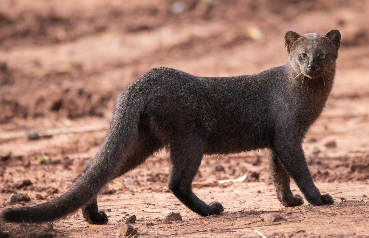 Conheça o gato-mourisco, animal cuja presença mantém Jardim Botânico de ...