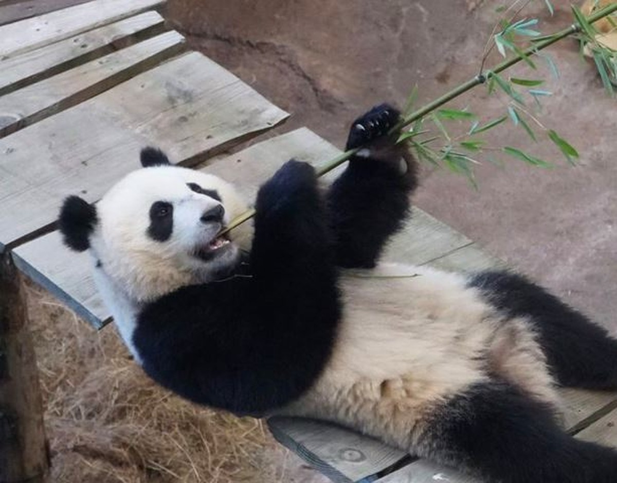 Zoológico na Holanda descobre que panda gigante é fêmea e não macho ...