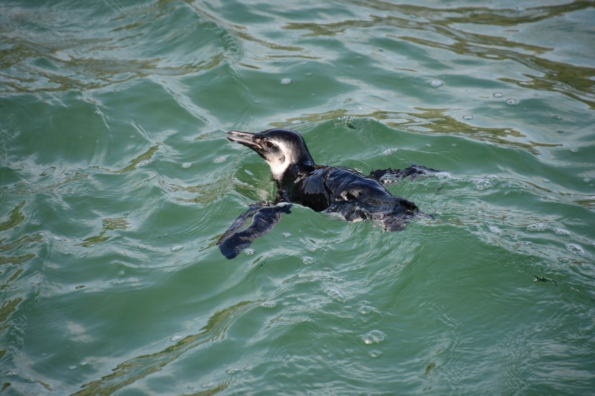 Pinguim morre após comer baiacu na Praia do Arpoador, Zona Sul do Rio ...