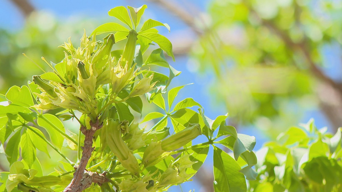 Já ouviu falar? Ipê verde floresce no Distrito Federal; veja FOTOS ...