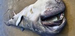 Tubarão Raro 'Boca Grande' será exposto no Projeto Tamar | G1