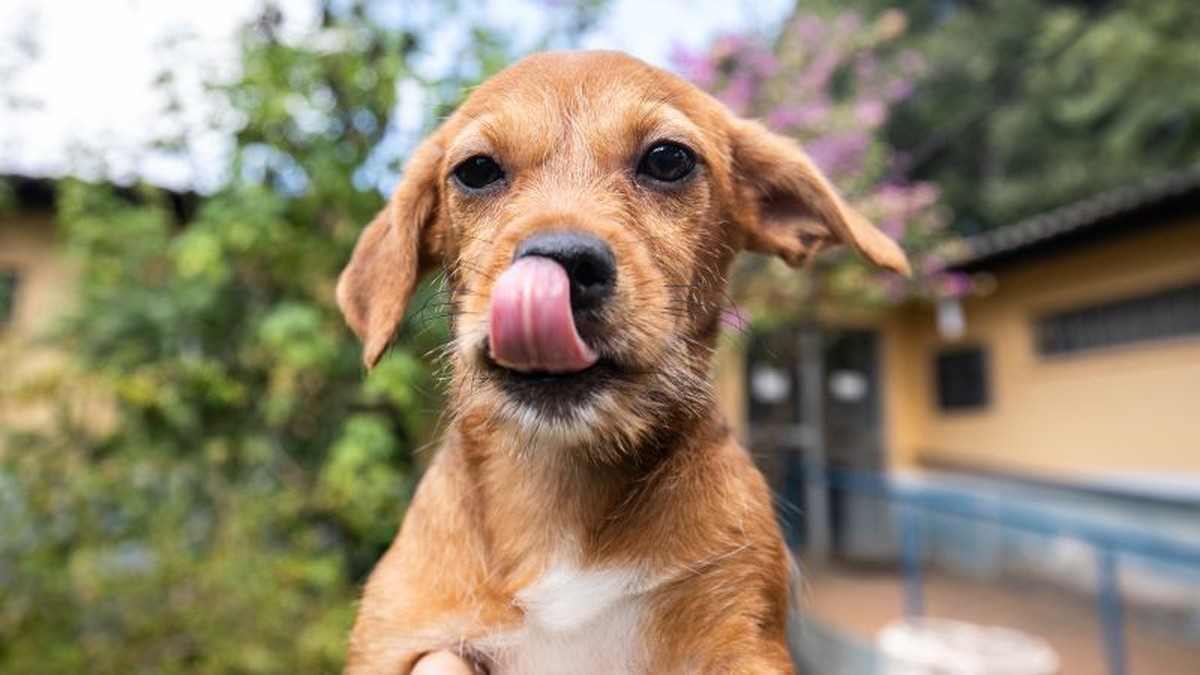 Campanha de castração gratuita de cães e gatos começa nesta segunda (5 ...